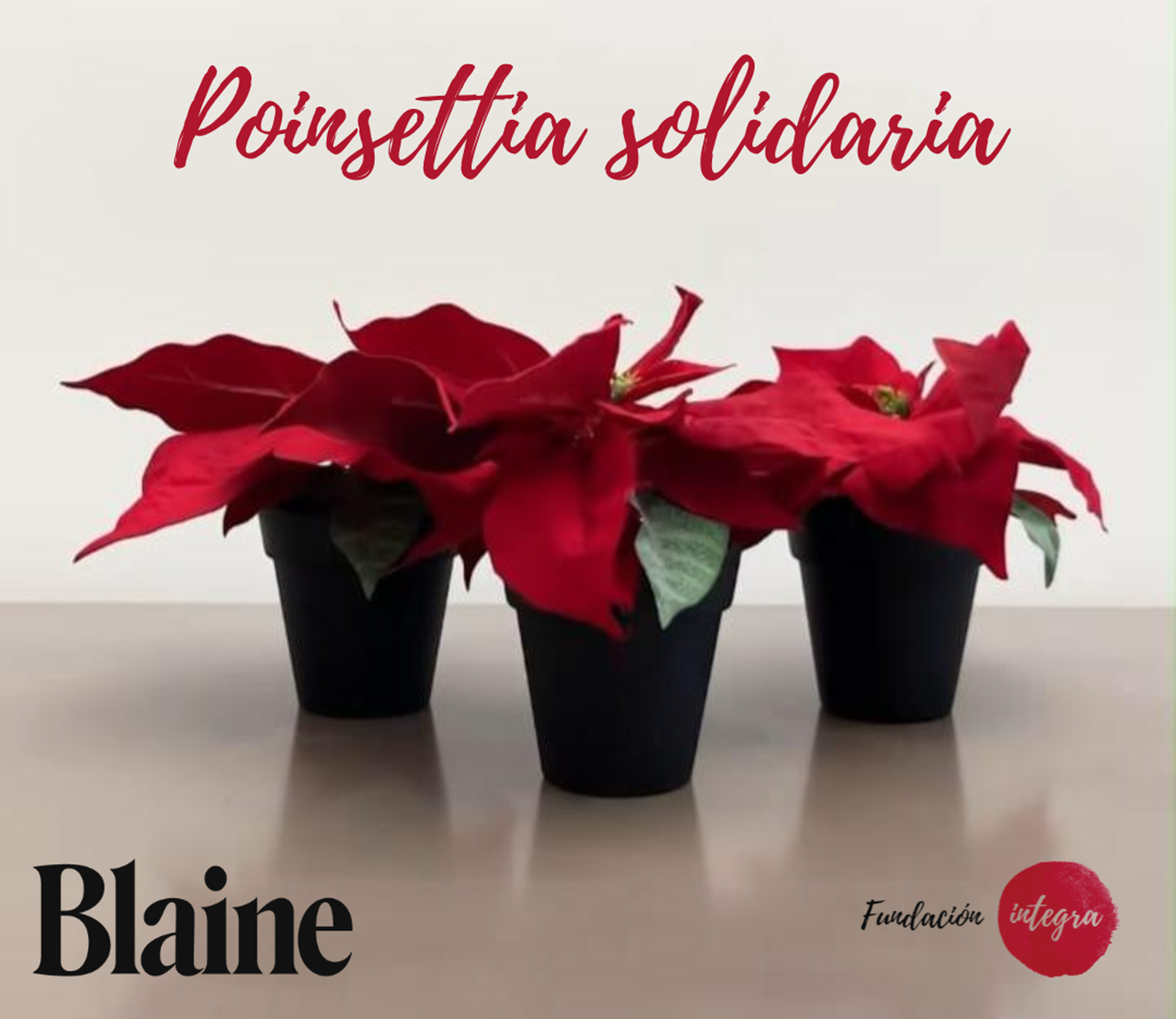 Celebra las fiestas con una poinsettia solidaria de Blaine-Box ...